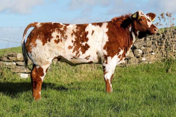 Belgian Red Cattle