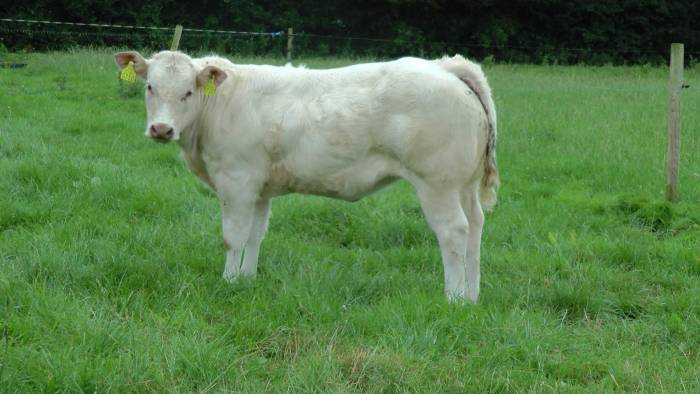 Fiston | Beef Semen for Sale | Owain Llyr Livestock