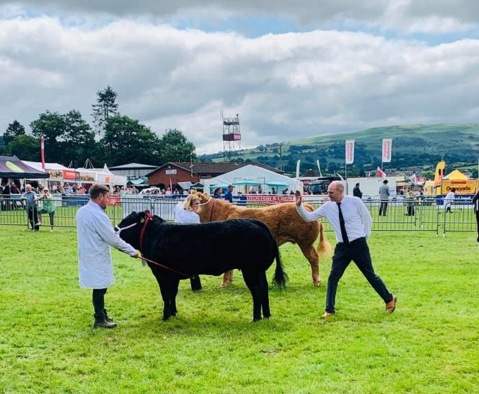Champion Steer Royal Welsh Show 2024 | Latest News | Owain Llyr Livestock